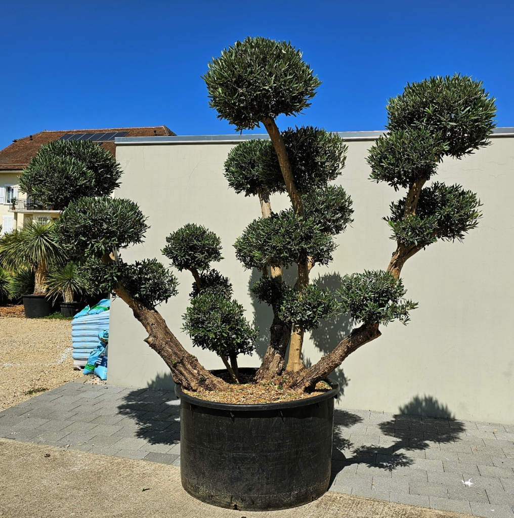 Olivier numéro 68 - Mon Olivier